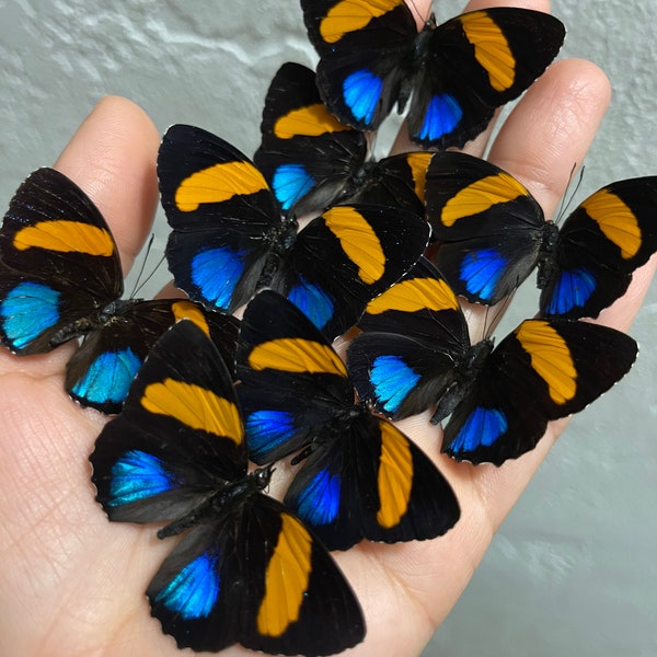 Dried Butterflies - Etsy