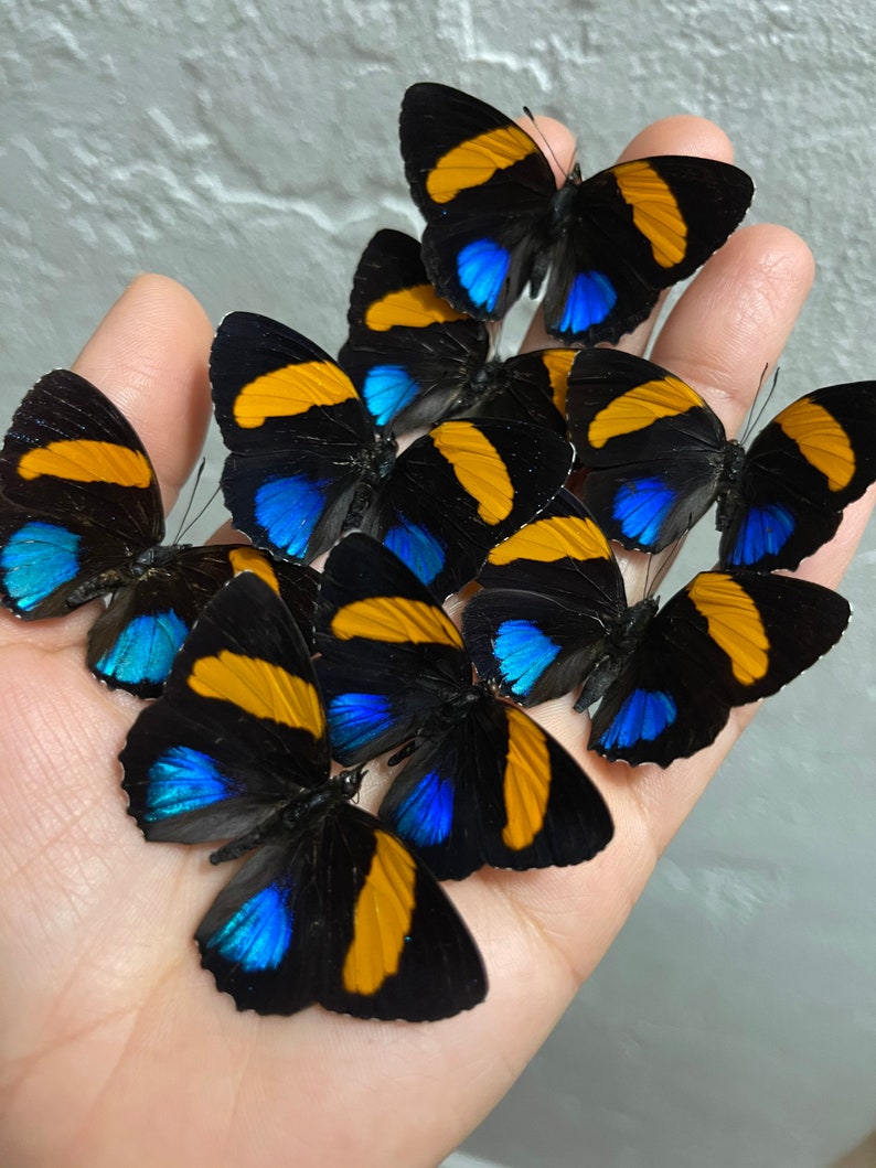 Callicore Aegina Callicore Lyca Preserved Butterfly Dried - Etsy