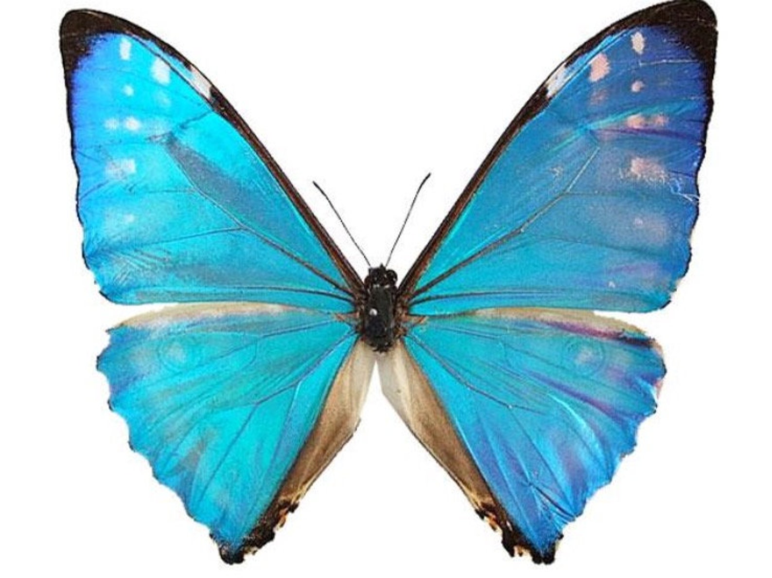 Blue Morpho Butterfly Dangle Earrings, Stainless Steel, - Etsy