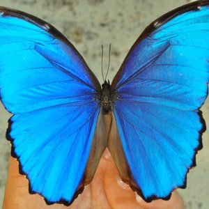 Blue Morpho Butterfly, Preserved Butterfly, Real Blue Butterfly, Real ...