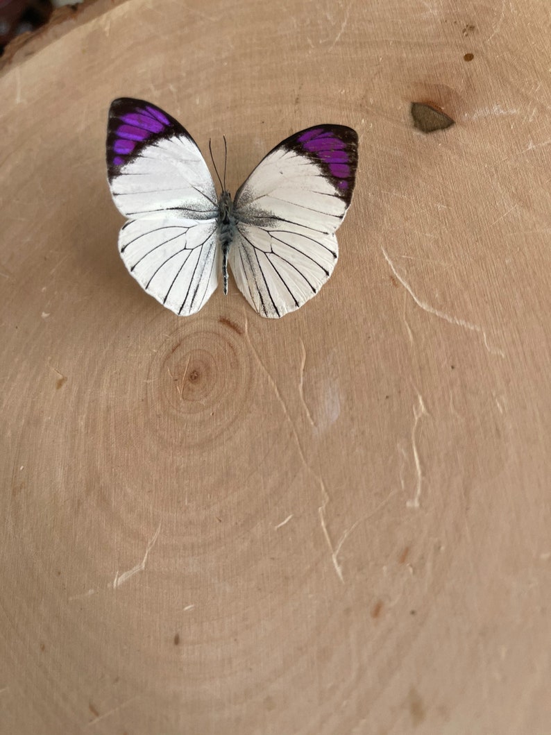 Purple Tip Butterfly Colotis Regina | Etsy