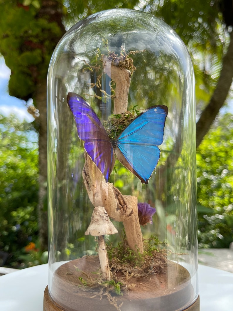 Blue Morpho Dome, Blue Butterfly, Dried Butterfly, Butterfly Dome ...