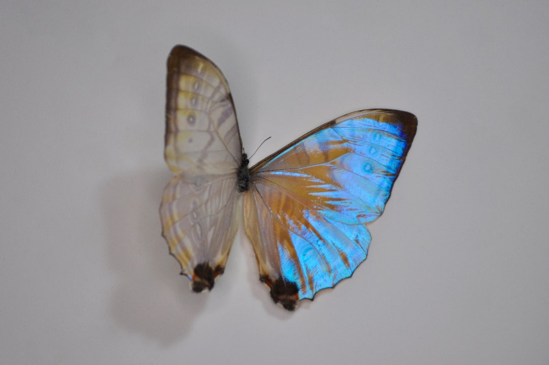 Morpho Sulkowski, Blue Butterfly, Pink Butterfly, Purple Butterfly ...