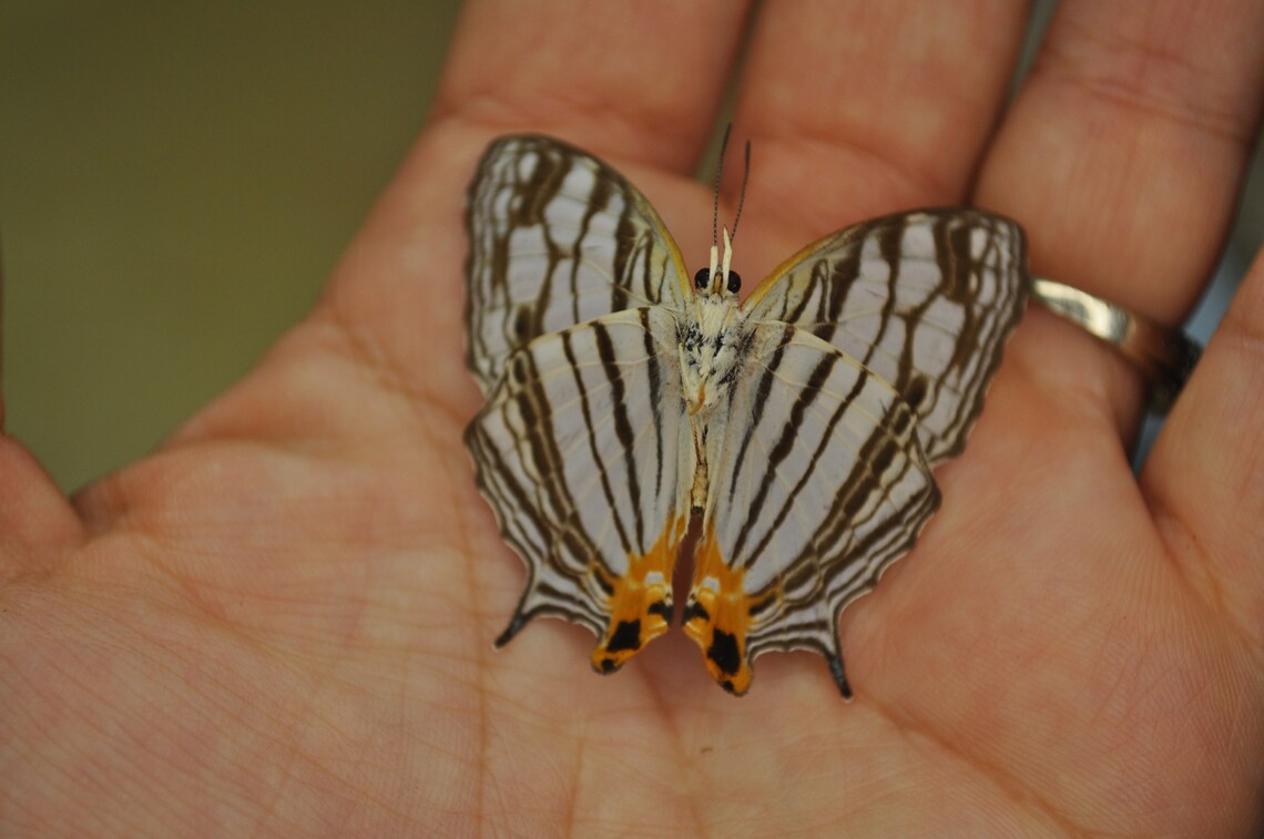 Common Map Butterfly | Etsy