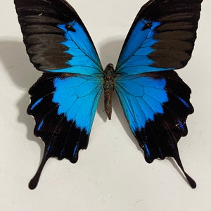 The Blue Mountain Swallowtail, Ulysses Butterfly, Papilio Telegonus, - Etsy