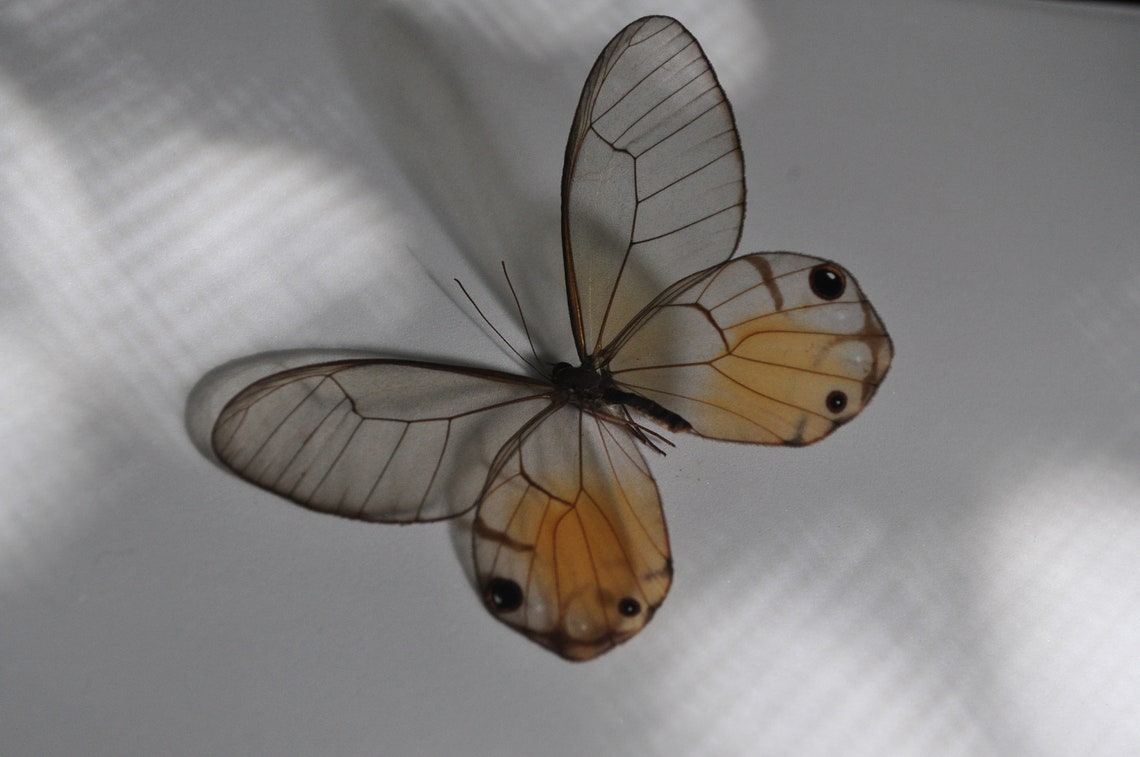 Glass Wing Butterfly, Haetera Piera, Amber Phantom Butterfly, Real ...