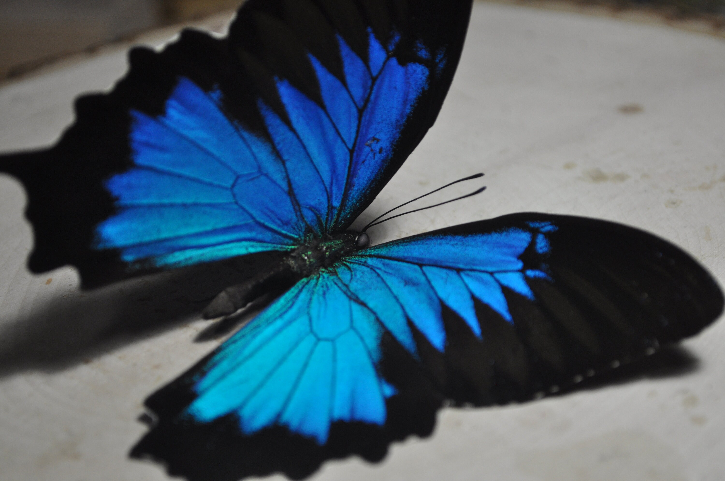 Blue Emperor Swallowtail Butterfly, Blue Butterfly, Blue Swallowtail ...