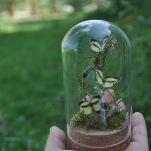 Butterfly Dome, Yellow Butterfly, Glass Dome, Dried Butterfly ...