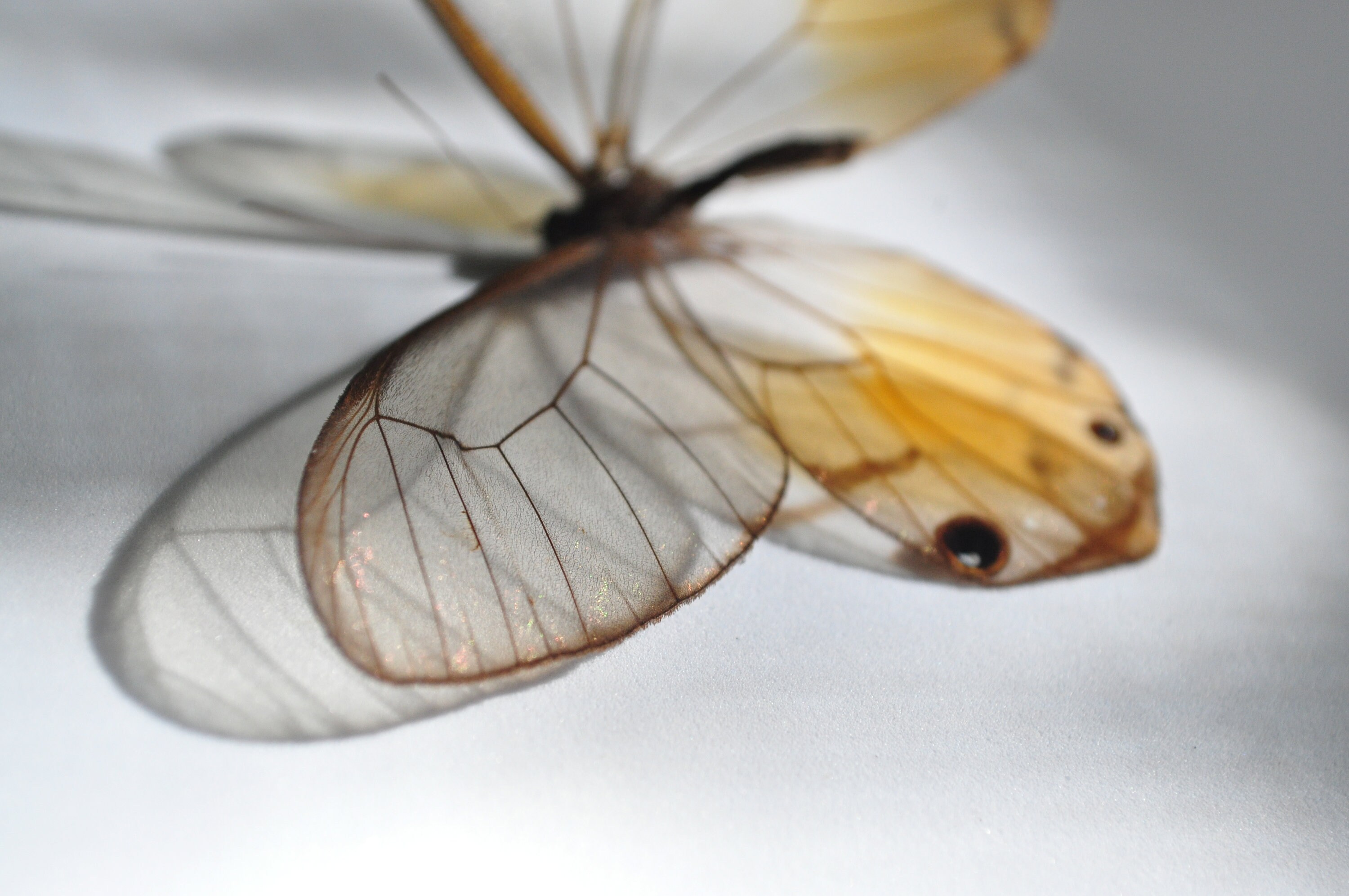 Glass Wing Butterfly, Haetera Piera, Amber Phantom Butterfly, Real ...