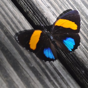 Callicore Aegina, Callicore Lyca, Preserved Butterfly, Dried Butterfly ...