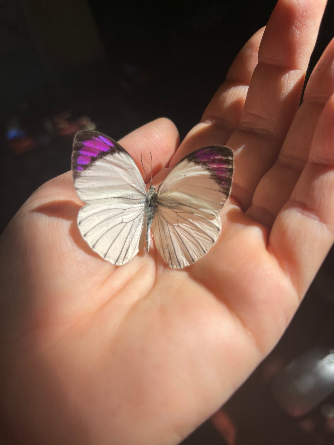 Purple Tip Butterfly Colotis Regina | Etsy
