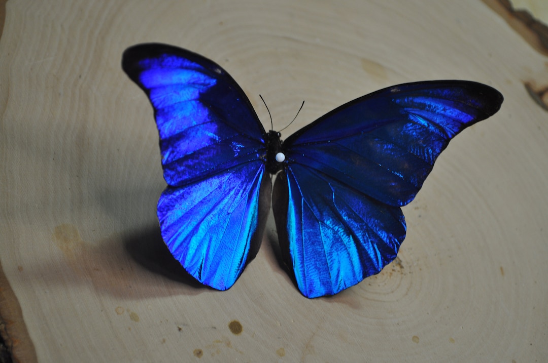 Morpho Rhetenor, Blue Morpho Butterfly, Blue Morpho, Blue Butterfly ...