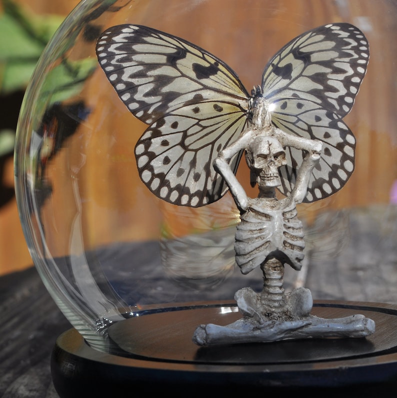 Butterfly Globe Butterfly Dome Real Butterfly Skeleton | Etsy