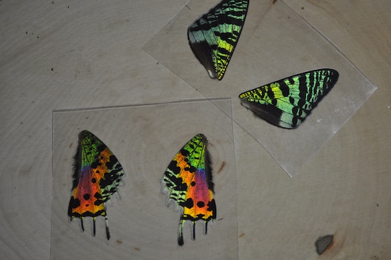 Laminated Butterfly Sunset Moth Laminated Sunset Moth | Etsy