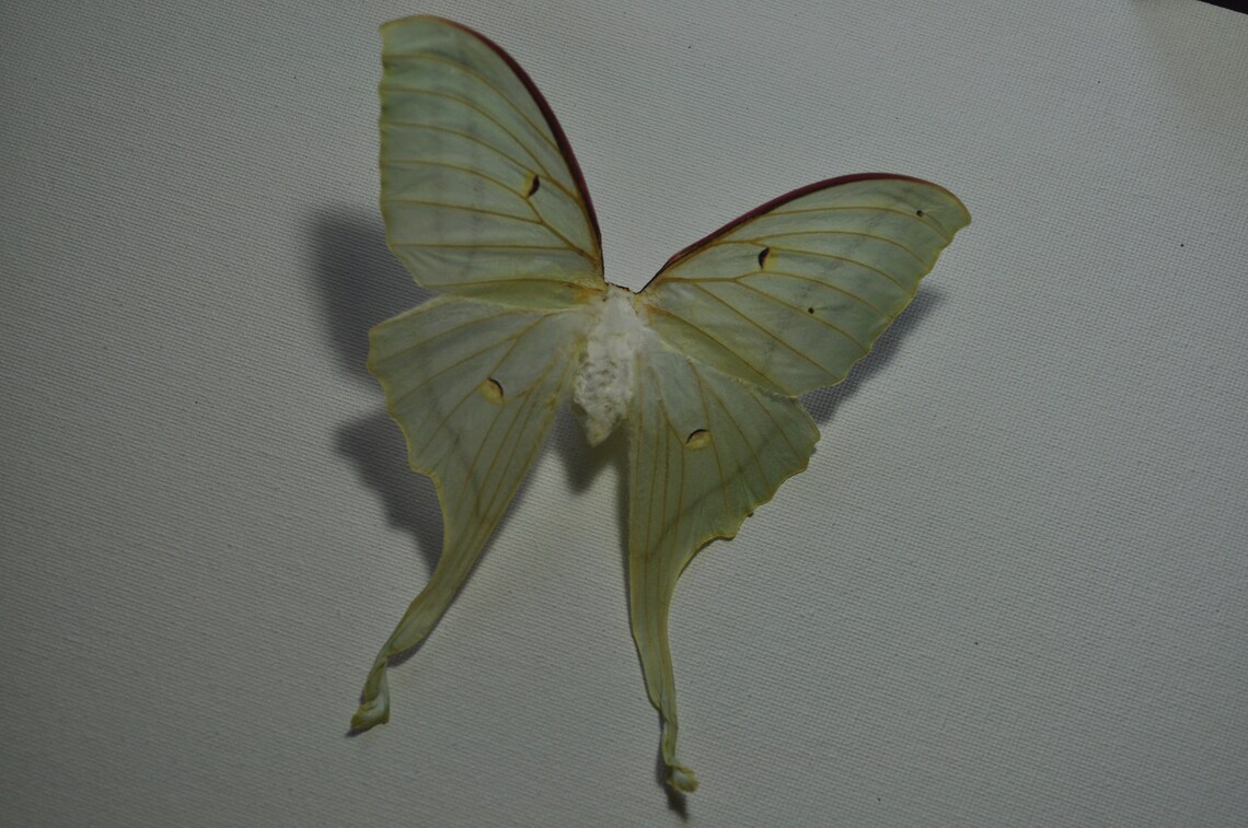 Luna Moth, Preserved Moth, Dried Moth, Dried Butterfly, Preserved ...