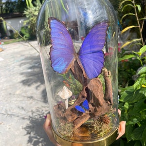 Blue Morpho, Blue Butterfly Dome, Dried Butterfly, Taxidermy Butterfly ...