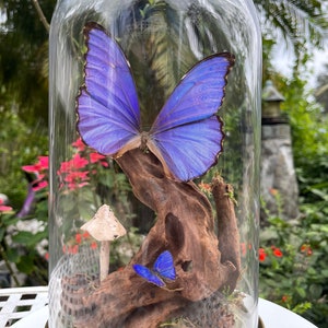 Blue Morpho, Blue Butterfly Dome, Dried Butterfly, Taxidermy Butterfly ...