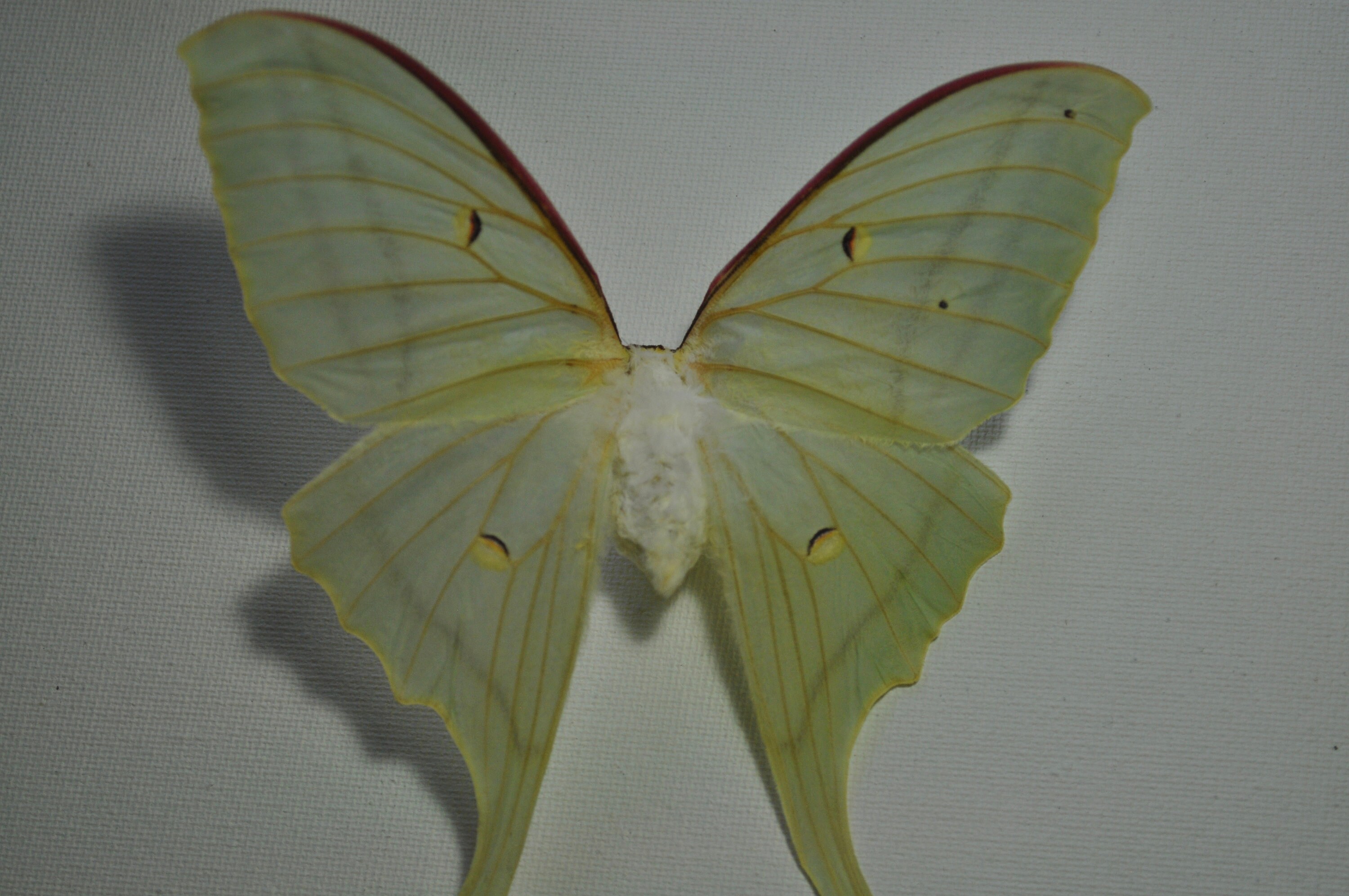 Luna Moth, Preserved Moth, Dried Moth, Dried Butterfly, Preserved ...