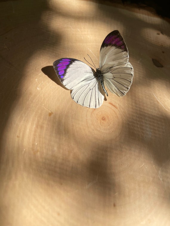 Purple Tip Butterfly Colotis Regina | Etsy