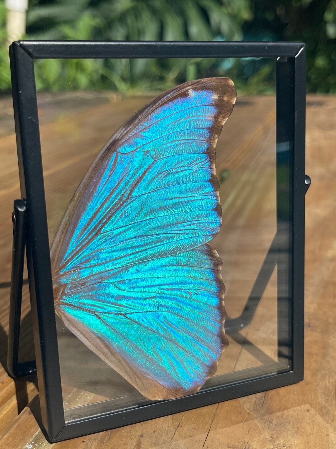 Blue Morpho Butterfly Frame, Blue Butterfly, Double Sided Frame ...