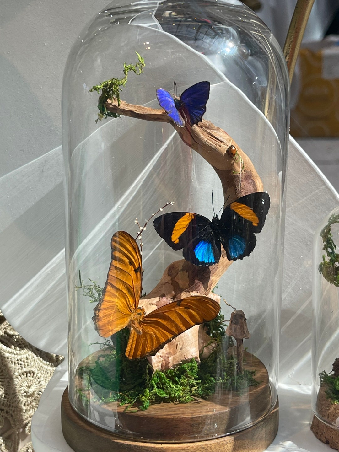 Butterfly Dome - Etsy