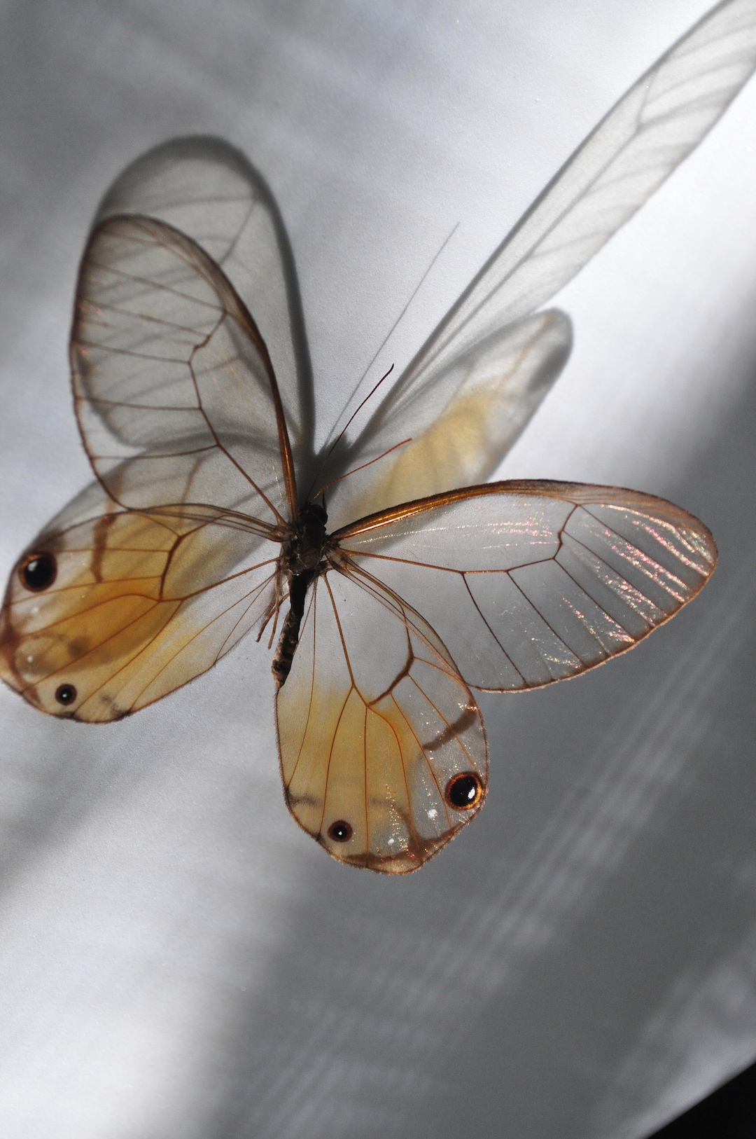 Glass Wing Butterfly, Haetera Piera, Amber Phantom Butterfly, Real ...