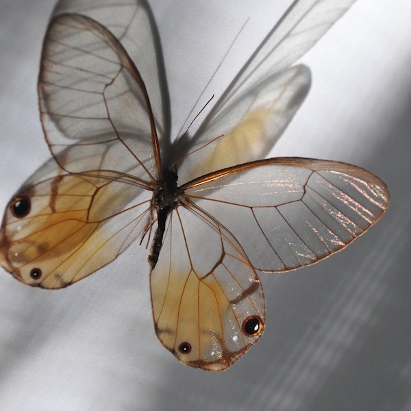 Phantom Amber Butterfly - Etsy