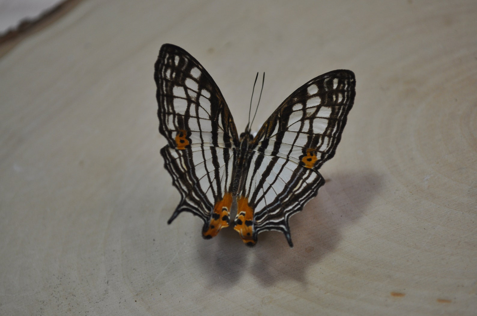 Common Map Butterfly | Etsy