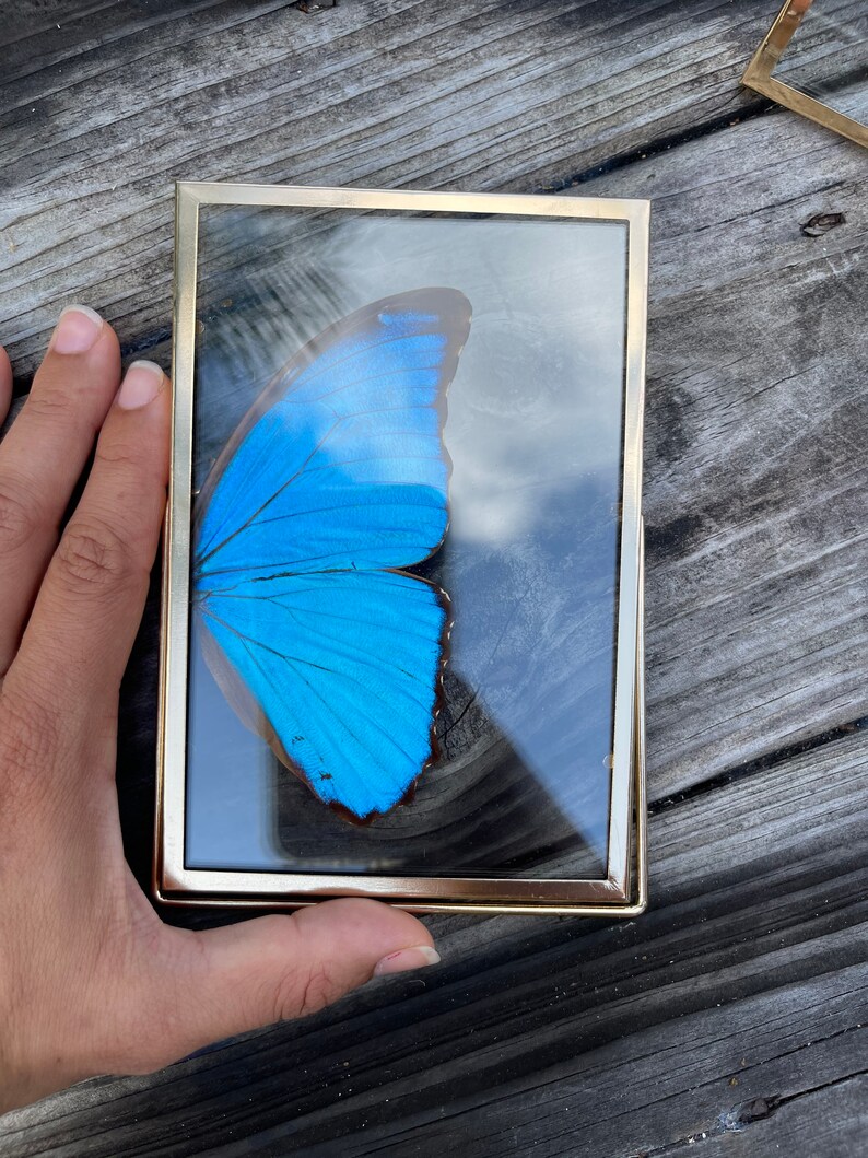 Blue Morpho Butterfly Frame - Etsy