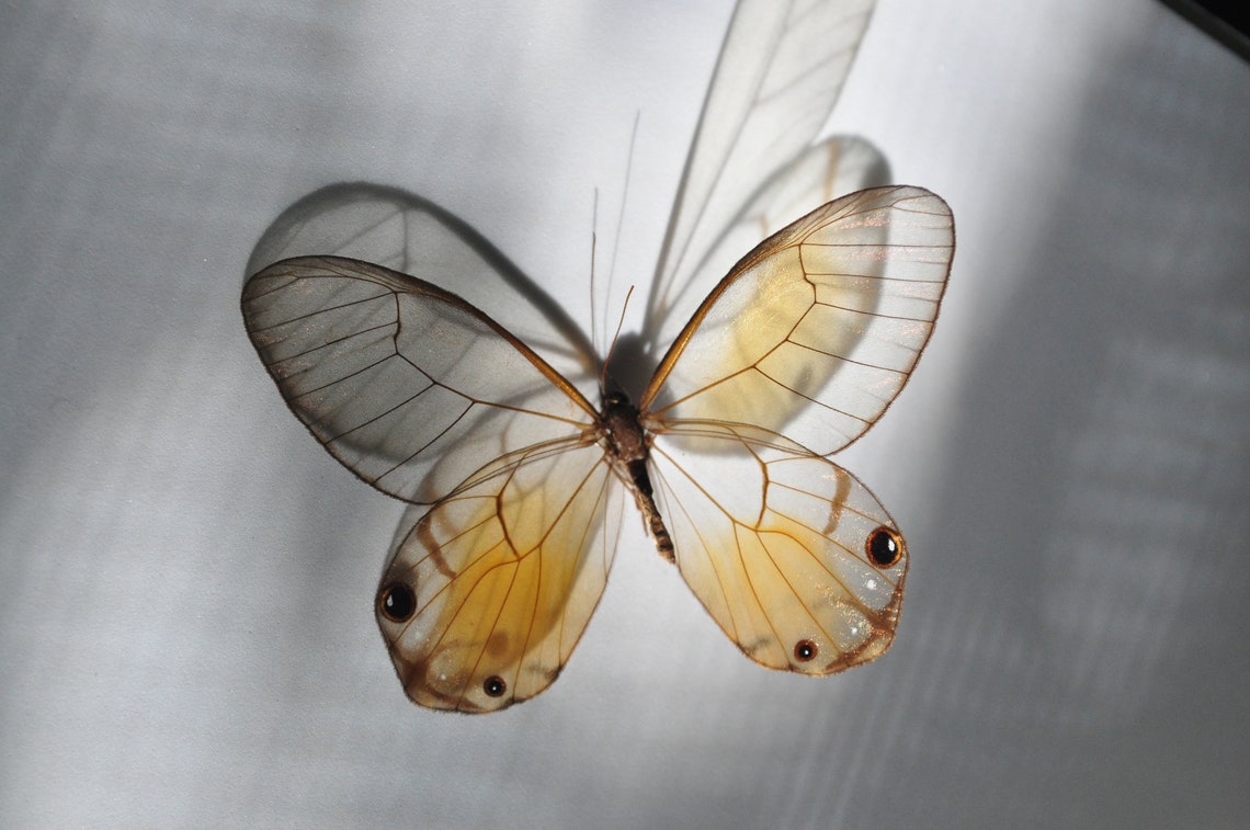 Glass Wing Butterfly, Haetera Piera, Amber Phantom Butterfly, Real ...