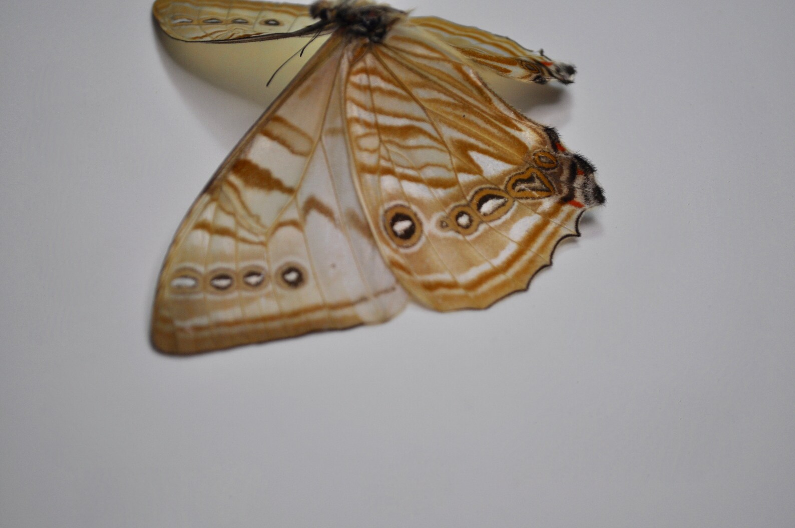 Morpho Sulkowski Blue Butterfly Pink Butterfly Purple | Etsy