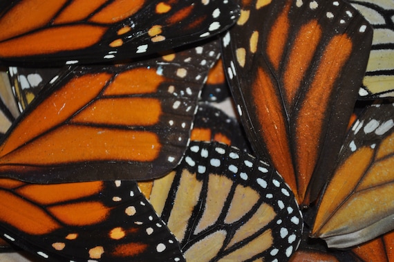 Monarch Butterfly Wing Patterns