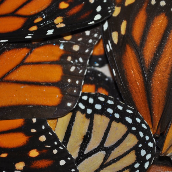Monarch Wings - Etsy