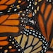Monarch Butterfly Wings - Etsy