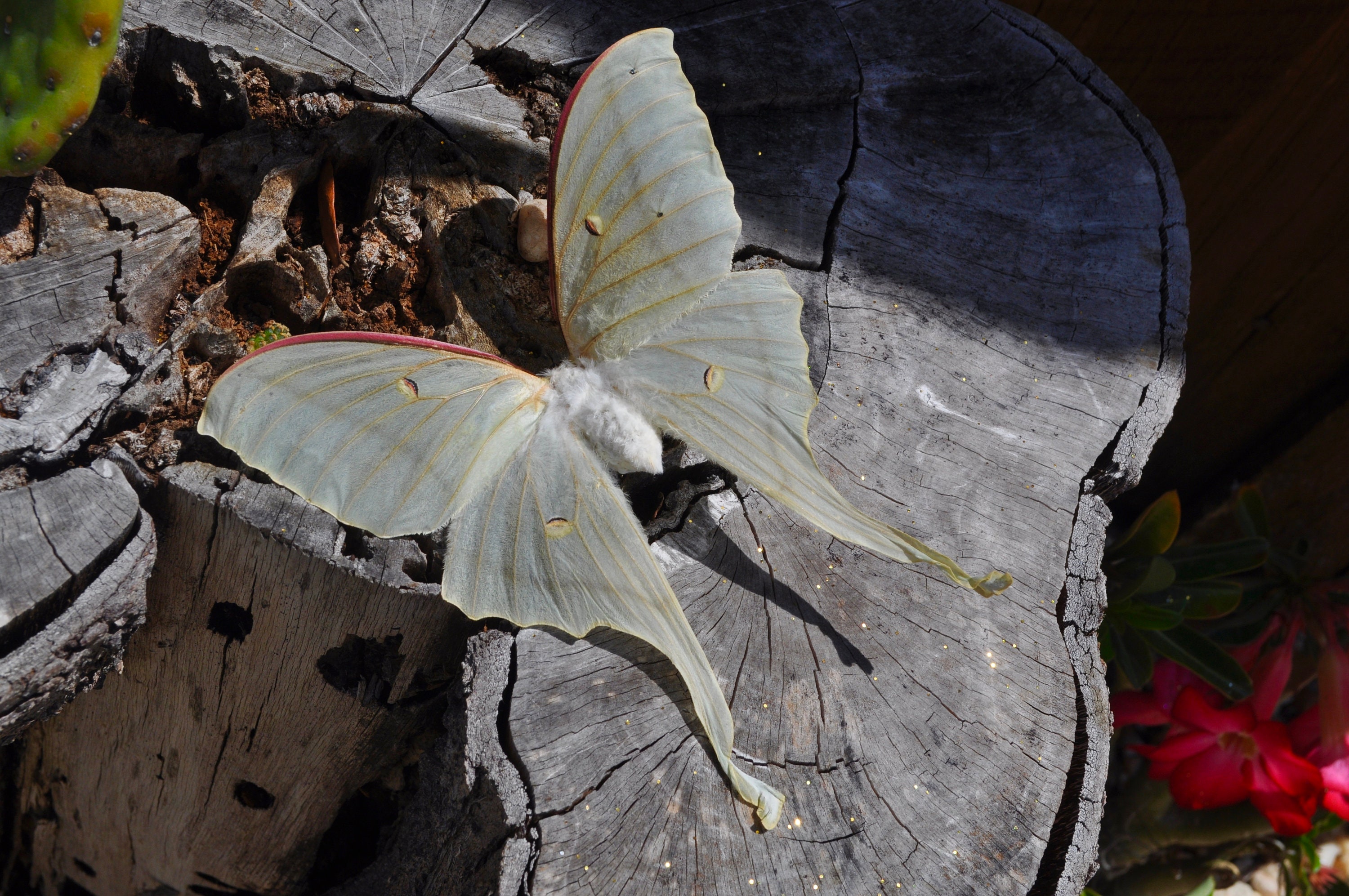 Luna Moth, Preserved Moth, Dried Moth, Dried Butterfly, Preserved ...