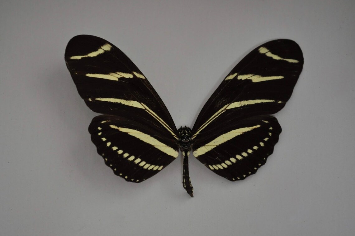 Zebra Longwing Preserved Butterfly (wings Open) - Etsy