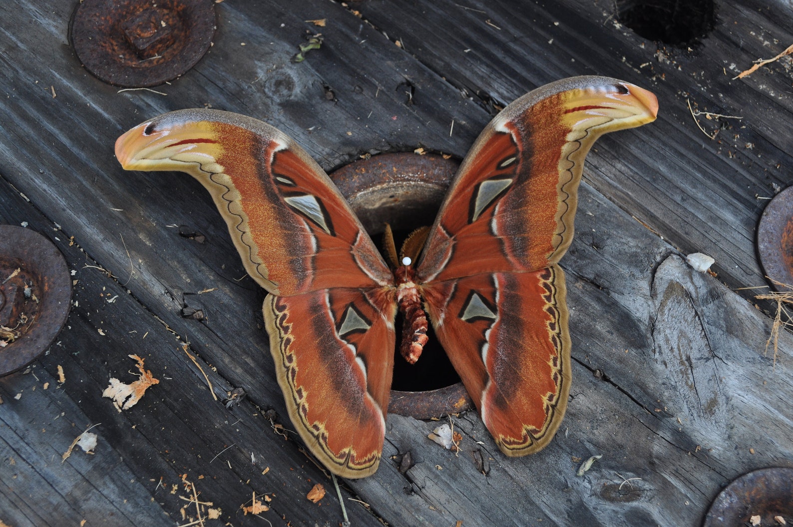 Atlas Moth, Large Moth, Dried Moth, Preserved Insect, Moth, Atlas ...