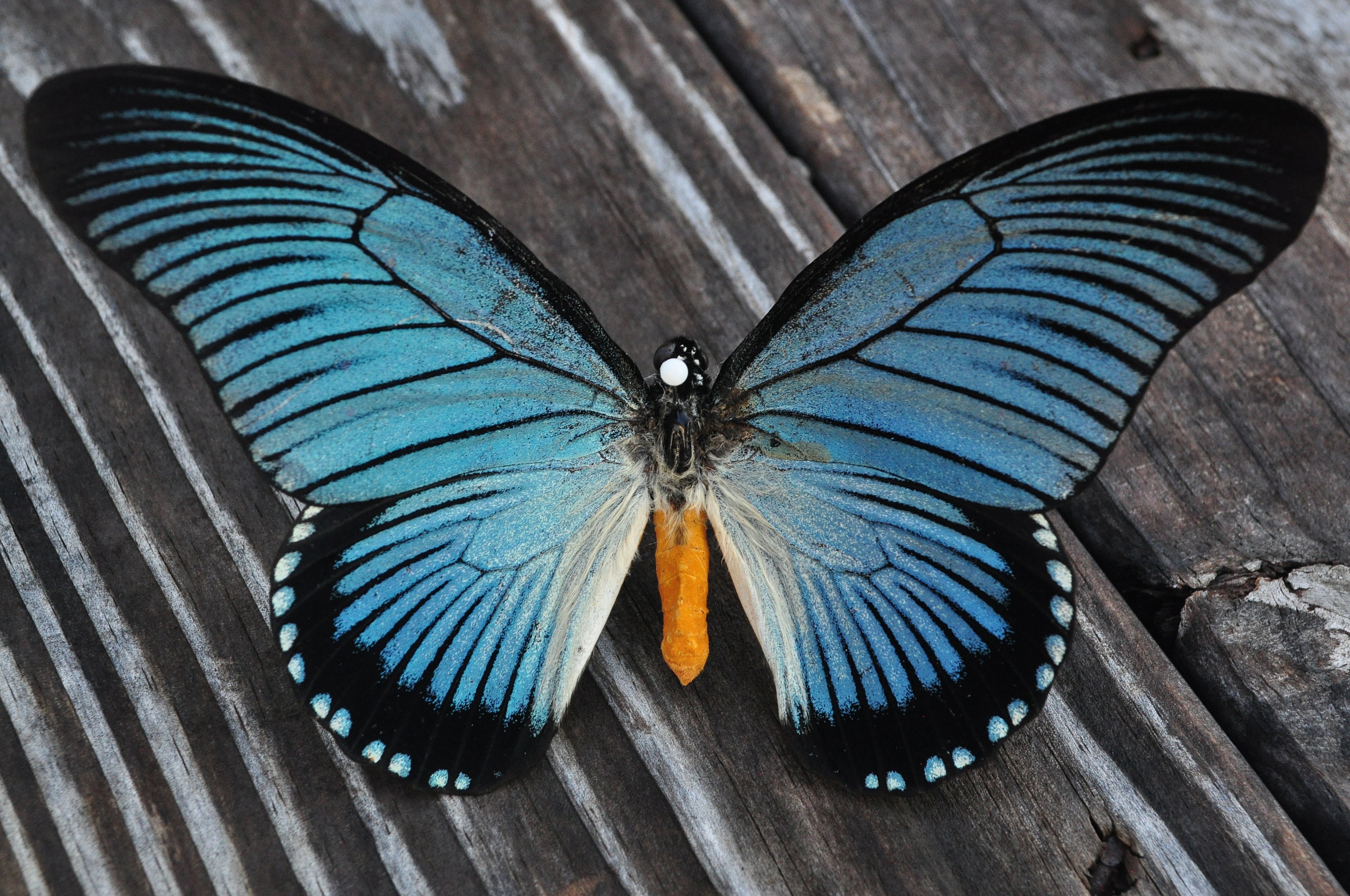 Blue Swallowtail Butterfly