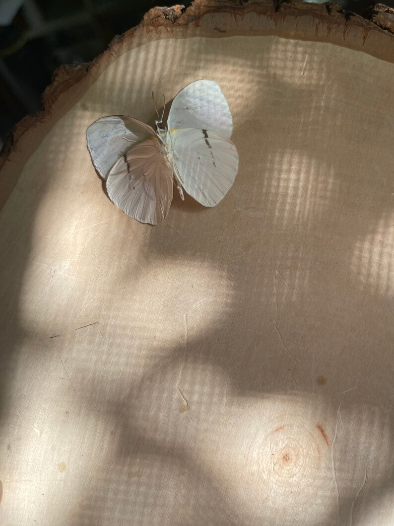 Purple Tip Butterfly Colotis Regina | Etsy