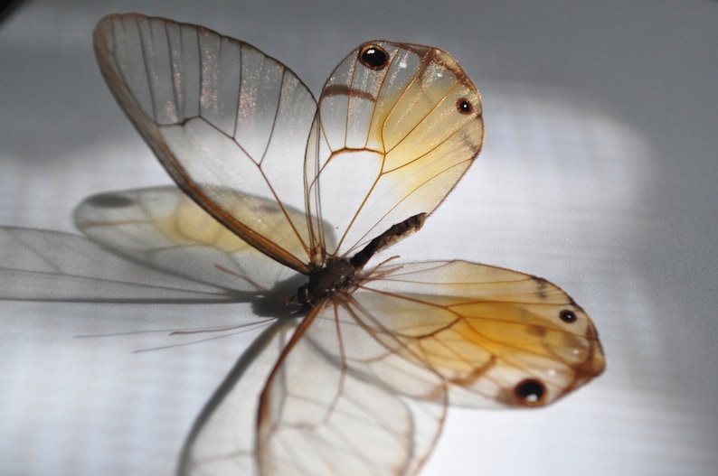 Glass Wing Butterfly, Haetera Piera, Amber Phantom Butterfly, Real ...