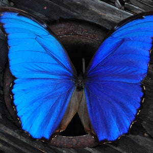 Blue Morpho Butterfly, Preserved Butterfly, Real Blue Butterfly, Real ...
