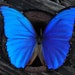 Blue Morpho Butterfly, Preserved Butterfly, Real Blue Butterfly, Real ...