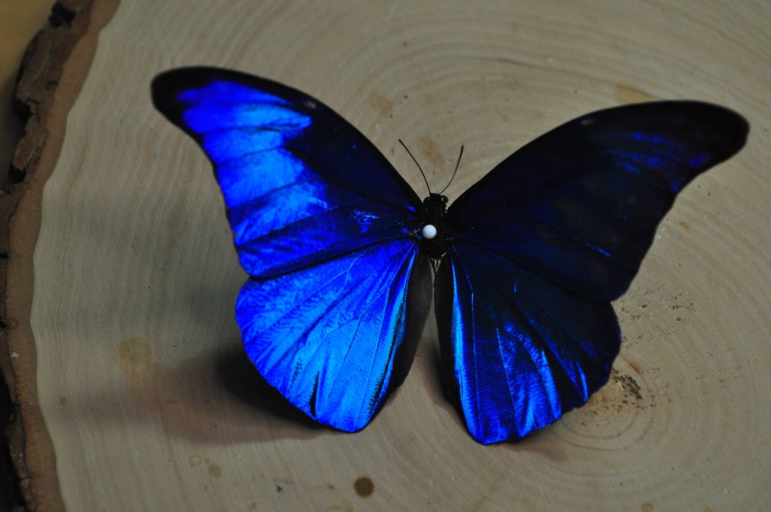 Morpho Rhetenor, Blue Morpho Butterfly, Blue Morpho, Blue Butterfly ...