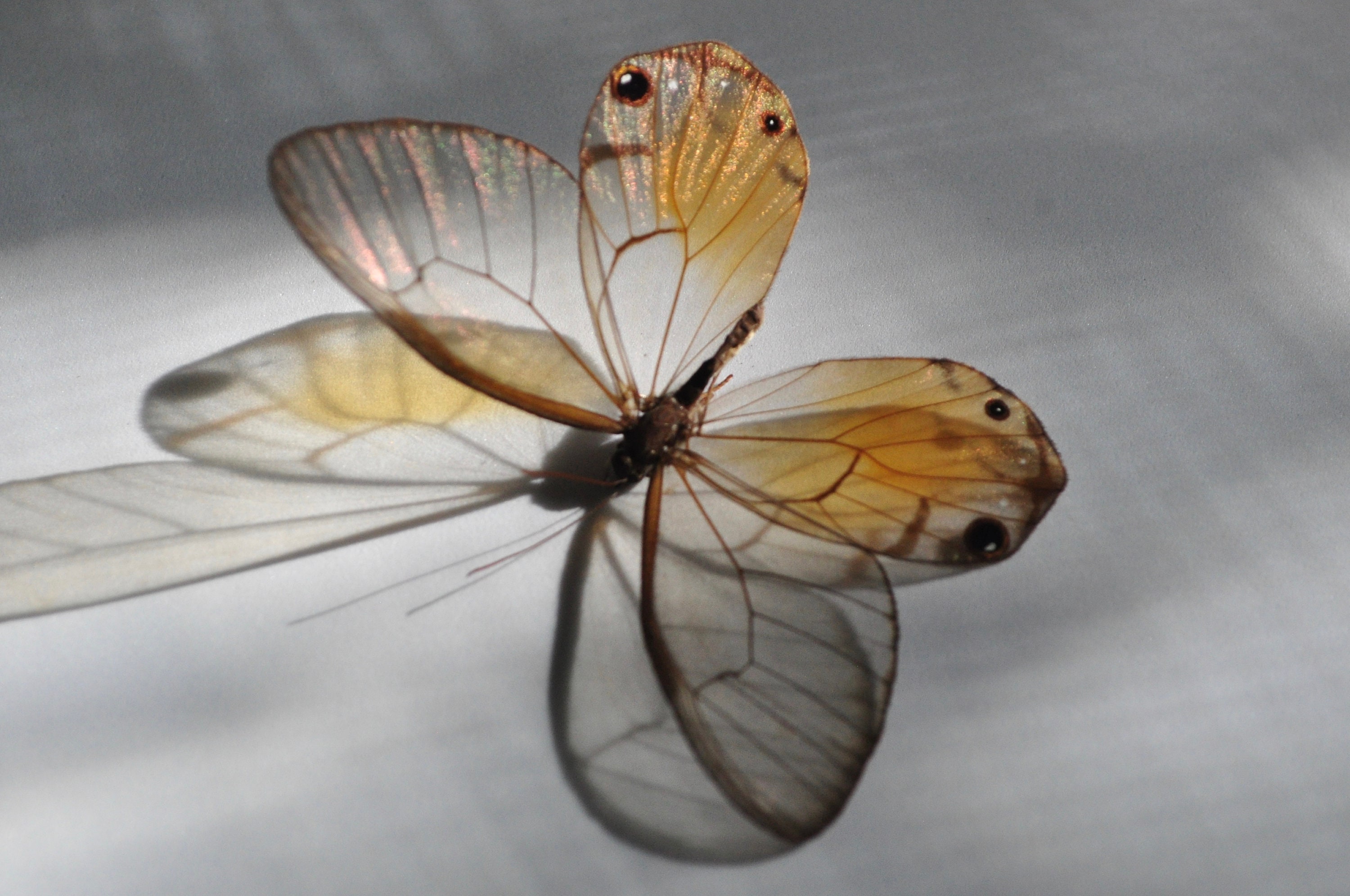 Glass Wing Butterfly, Haetera Piera, Amber Phantom Butterfly, Real ...