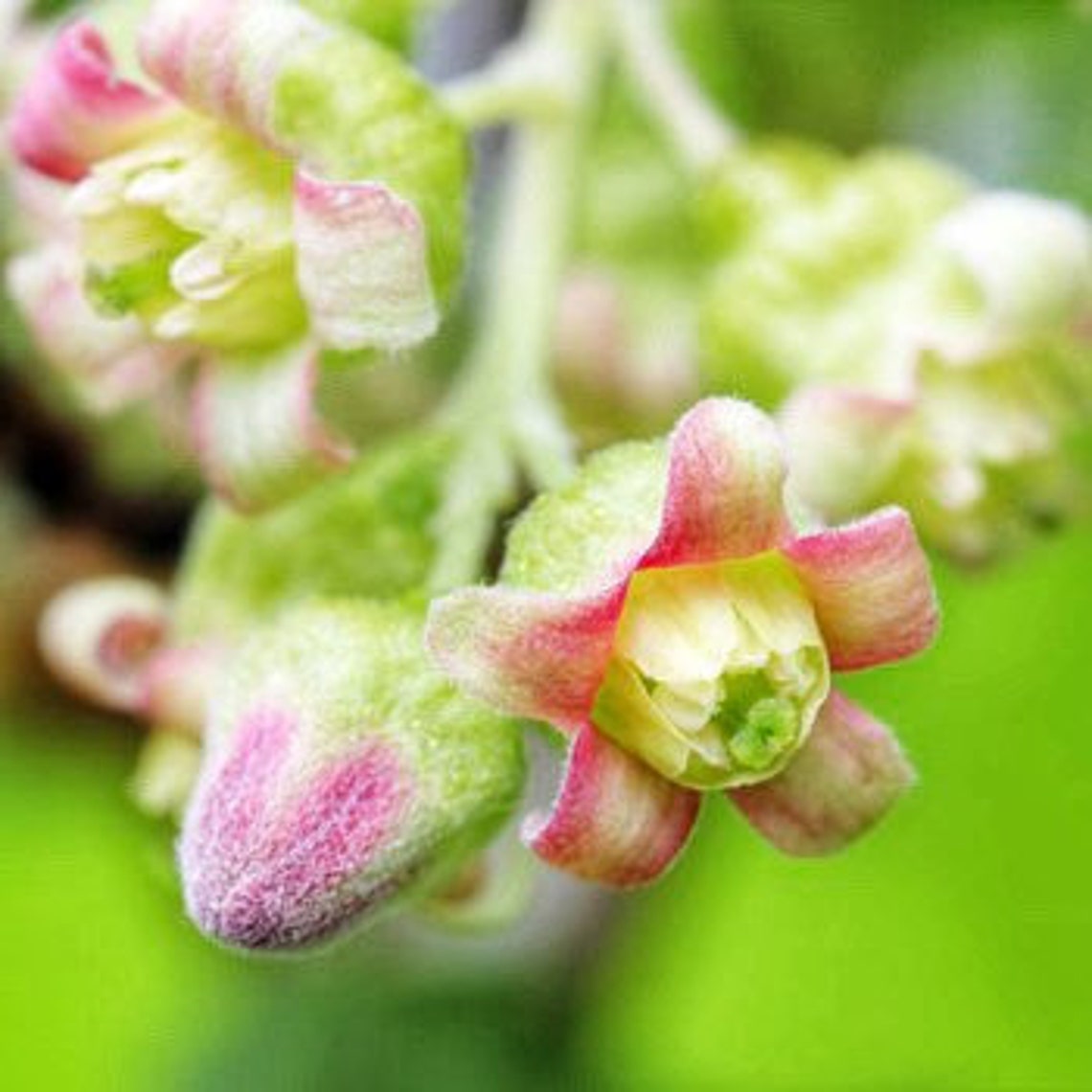 Black Currant Bud Attar 2021 : Sandalwood and Yuzu Shibui - Etsy
