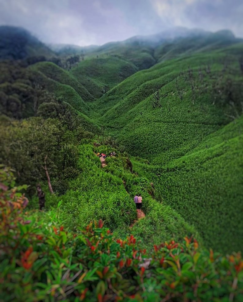 RDJ 2020 Nagaland Oud : Rangapahar Dimapur and Jalukie - Etsy