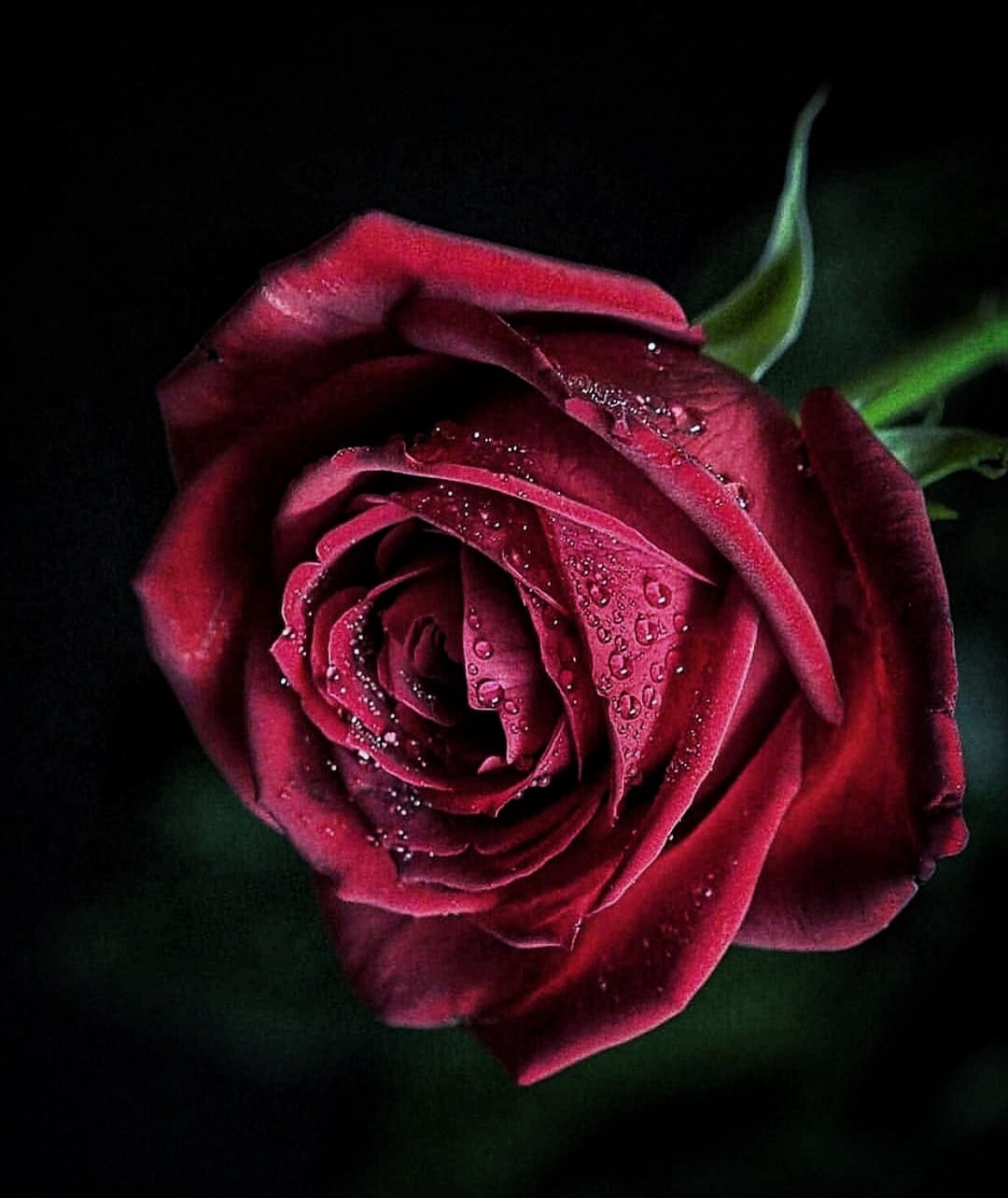 Damask Rose Attar 2020 : Damask Rose, Sandalwood, and Yuzu - Shibui ...