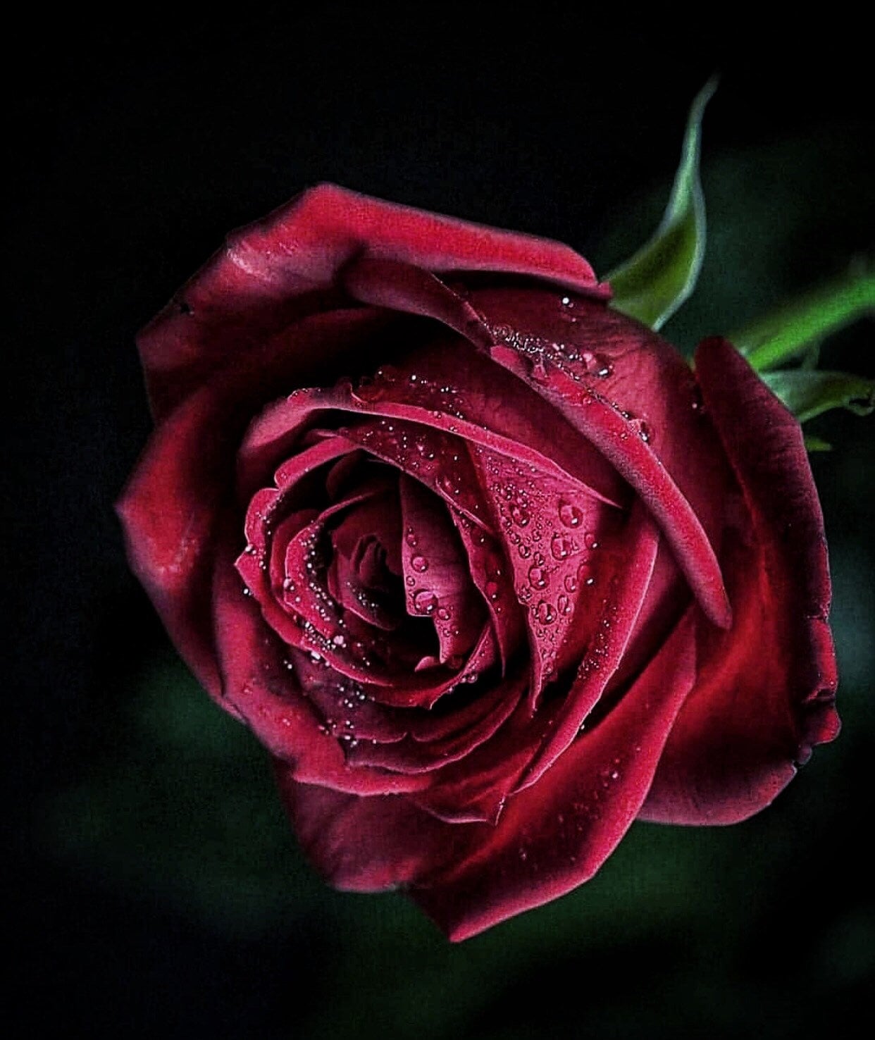 Damask Rose Attar 2020 : Damask Rose, Sandalwood, and Yuzu - Shibui ...