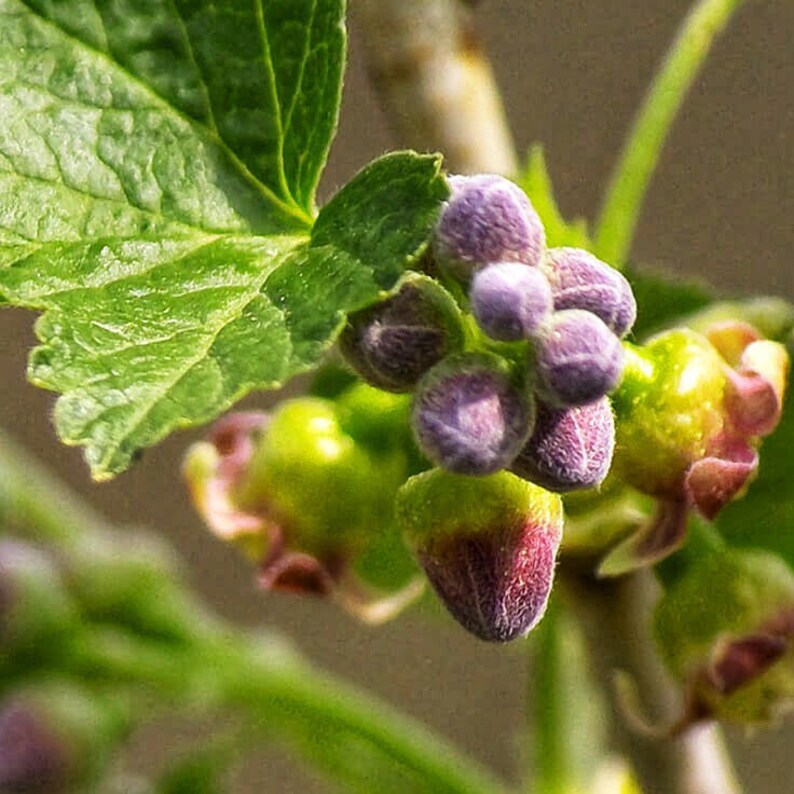 Black Currant Bud Attar 2021 : Sandalwood and Yuzu Shibui - Etsy