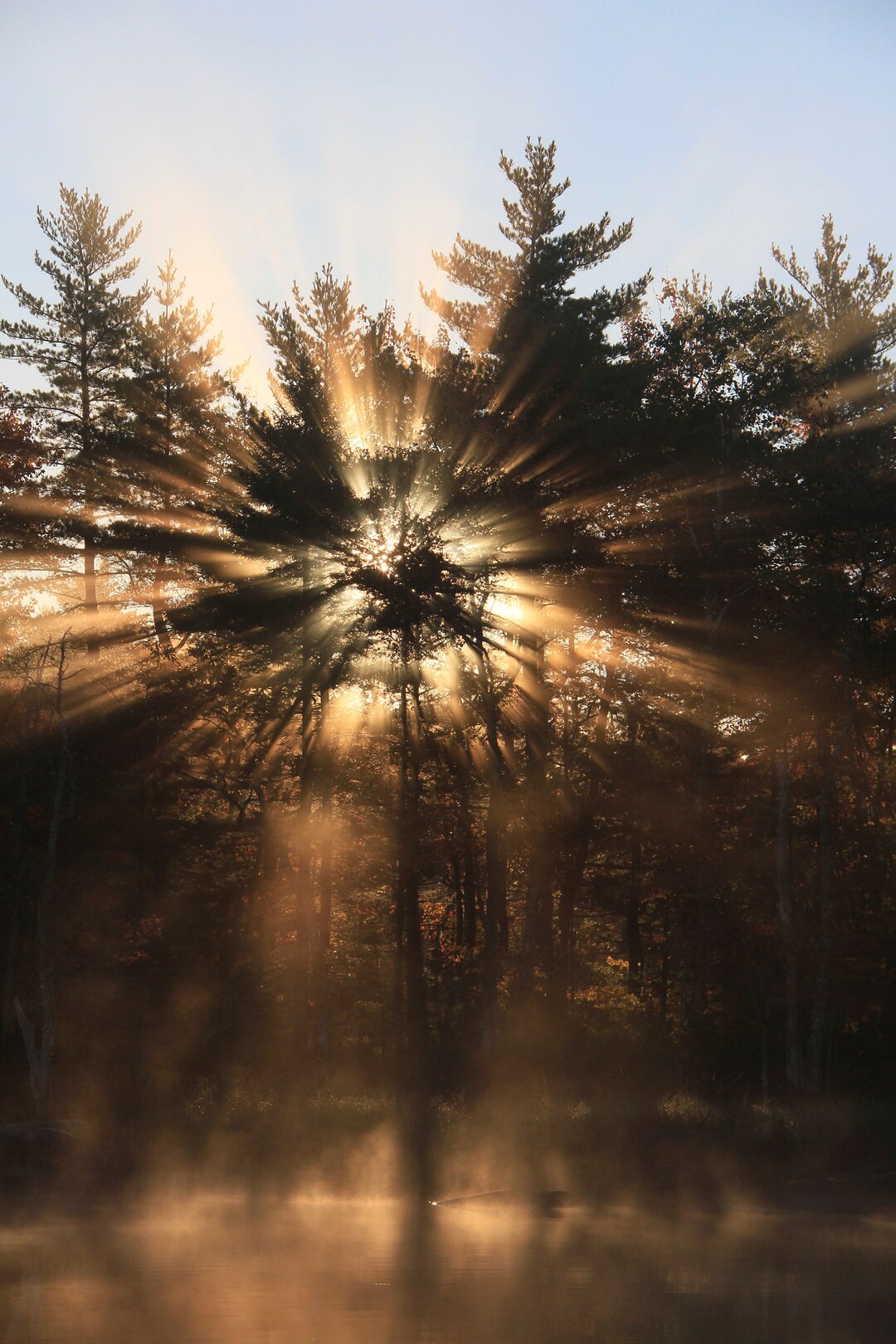 Tree of Fire Tree Wall Art Print Fine Art Photography Pine - Etsy